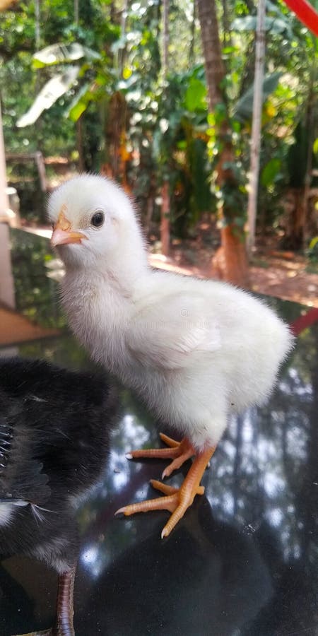 Chick. Cute. Bird. Home. White Stock Photo - Image of cute, white ...