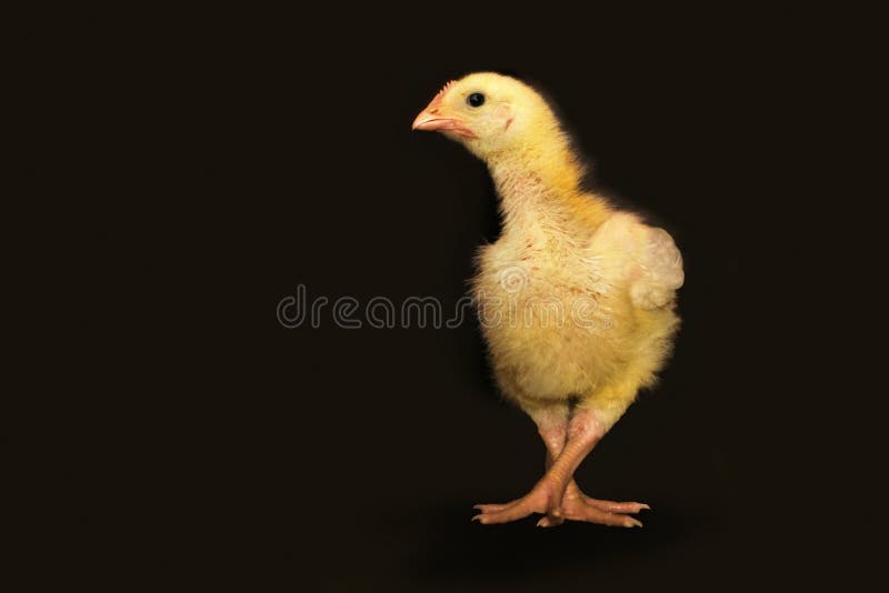 623 Dancing Chicken Stock Photos - Free & Royalty-Free Stock Photos ...