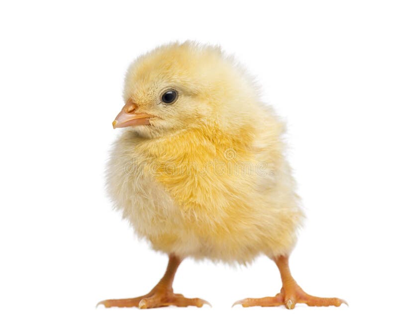 Chick 2 days old stock photo. Image of chicken, yellow - 41995840