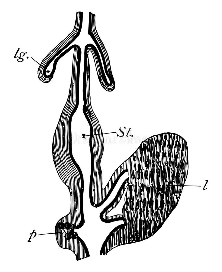 Pancreas Vintage Stock Illustrations – 92 Pancreas Vintage Stock ...