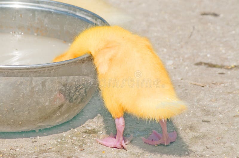 Chick drinking in a bowl stock photo. Image of farm, beginning - 44882518