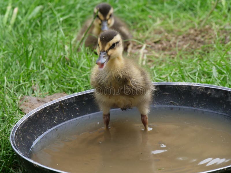 Two Week Old Ducklings in Different Actions Stock Image - Image of ...