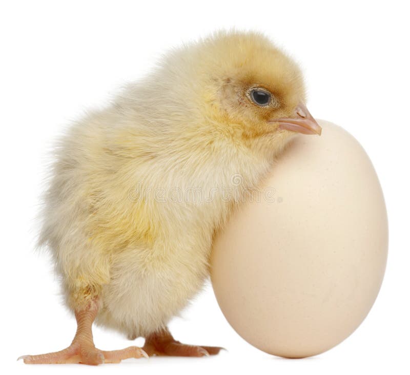Easter Eggs and Baby Chicken Stock Image - Image of plastic, white: 1653821