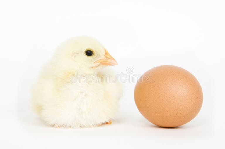 4,894 Baby Chick Egg Shell Stock Photos - Free & Royalty-Free Stock ...