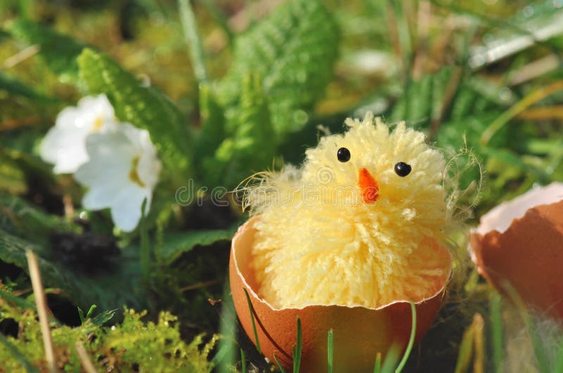 Chick in egg-shell stock image. Image of grass, macro - 23069521