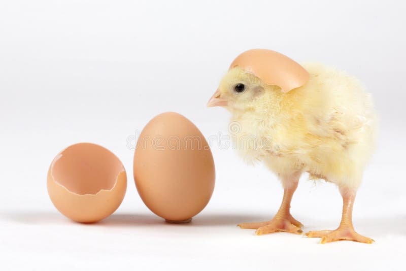 Chick with egg stock photo. Image of chick, baby, concept - 35007840