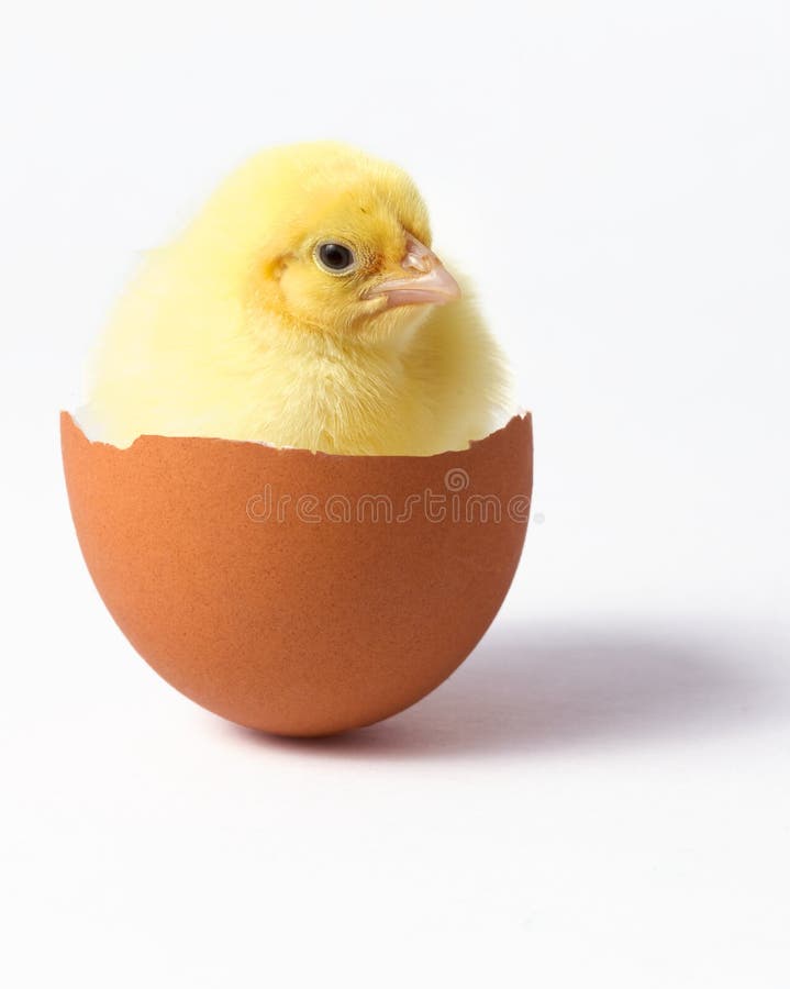 Chick in egg stock image. Image of spring, poultry, born - 38609677