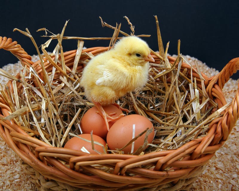 Chick on Eggs stock image. Image of baby, straw, yellow - 51396081