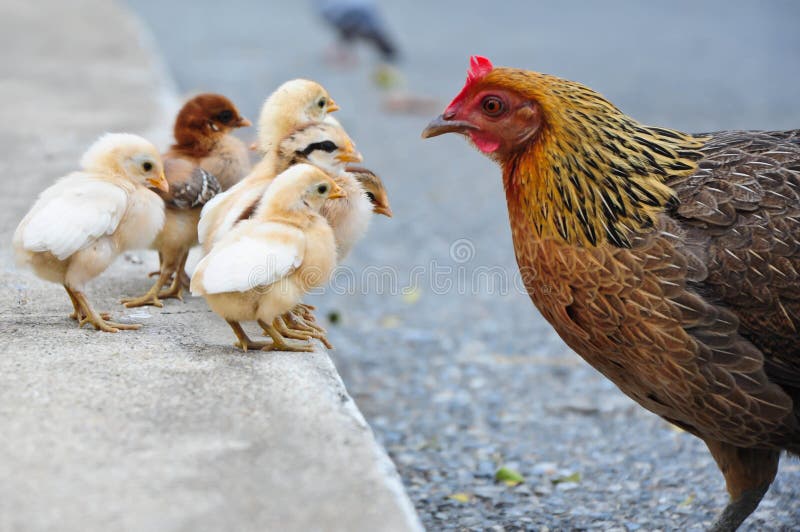 Chick family at thailand stock photo. Image of agriculture - 30746044