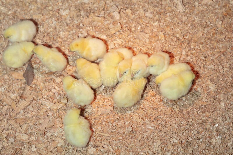Chick at farm stock photo. Image of chicks, baby, farm - 162317664