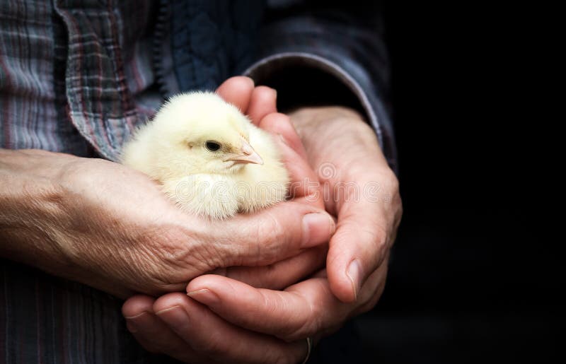 Chick on a Farmer& X27;s Hand Stock Image - Image of chicken, easter ...