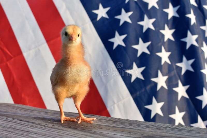 Yellow Chick Usa Flag Stock Photos - Free & Royalty-Free Stock Photos from Dreamstime