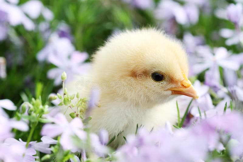 Chick in Flowers stock image. Image of adorable, outdoors - 24153823