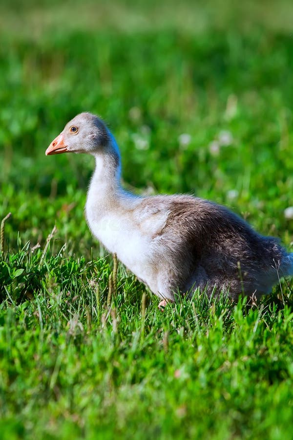 Chick and Goose Searching for Food on River Shore Stock Image - Image ...