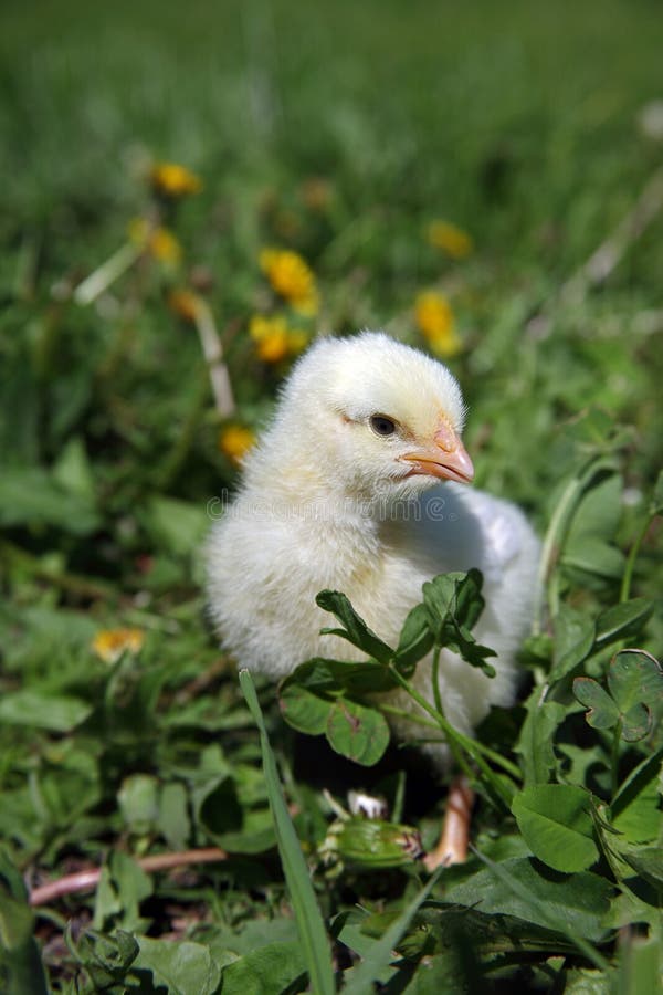 Chick in the Grass stock image. Image of hatch, range - 51396375