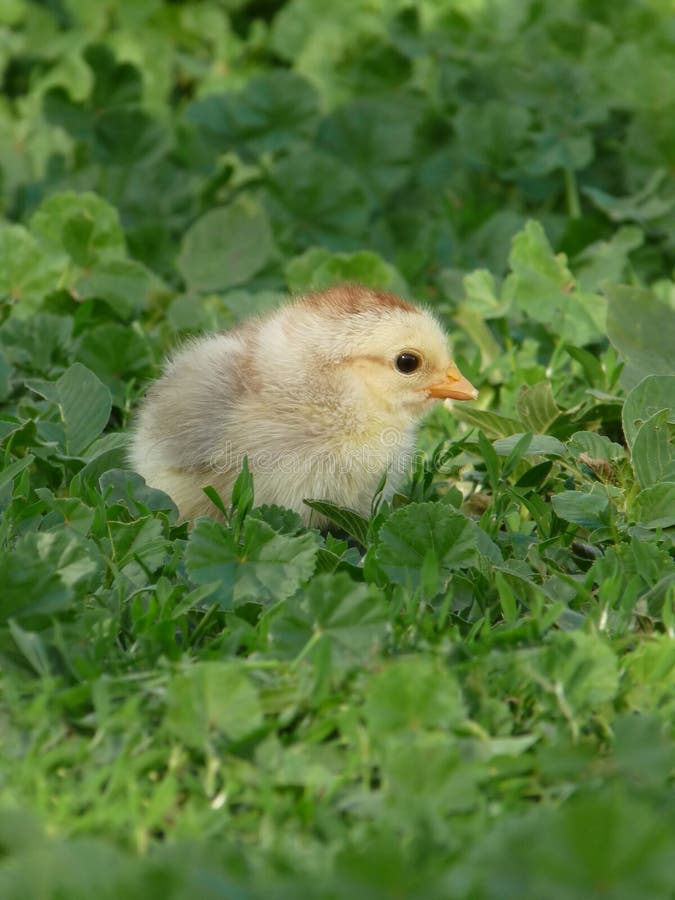 Chick in the green grass stock image. Image of little - 17152967