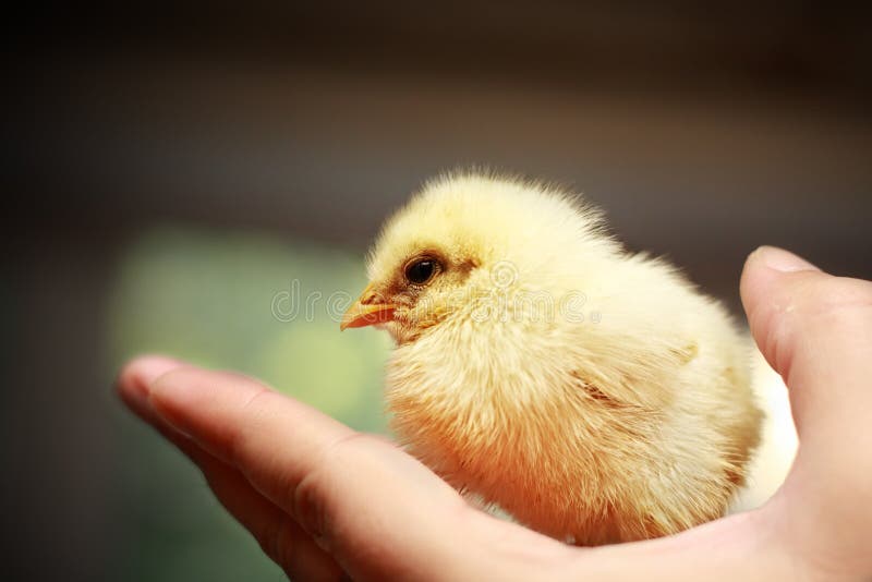 Woman Feeding Big Chicken Farm Stock Photo - Image of green, grass ...