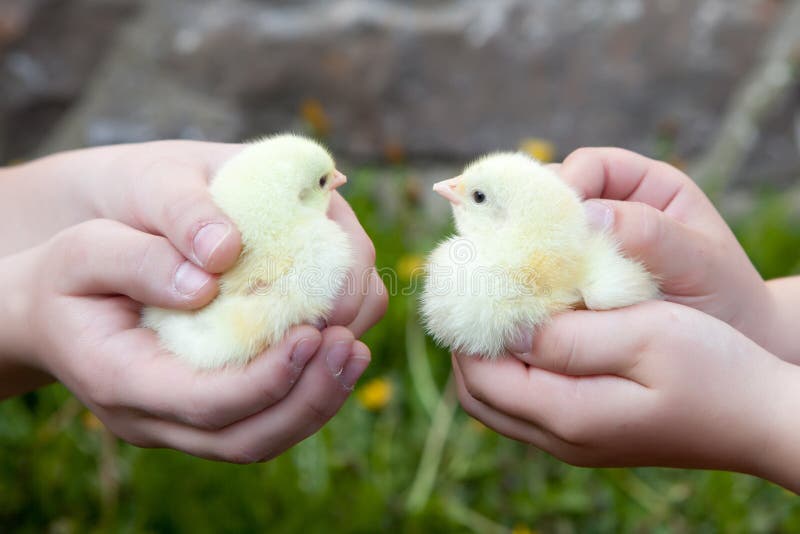 Chick on hand stock photo. Image of agriculture, care - 37946126