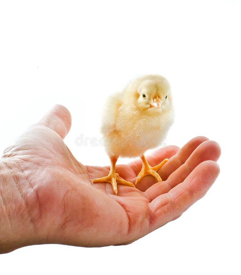 Chick new born stock image. Image of mother, ducklings - 859581