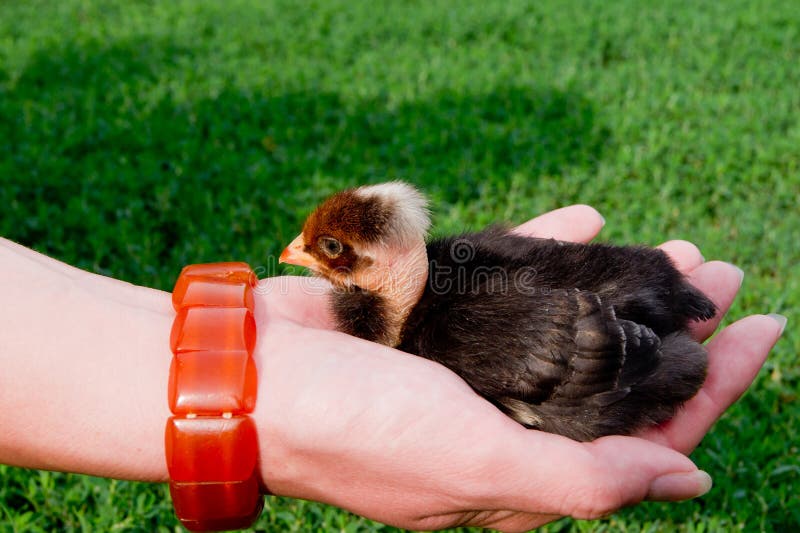 Chick in hand stock photo. Image of nature, farm, small - 58138890