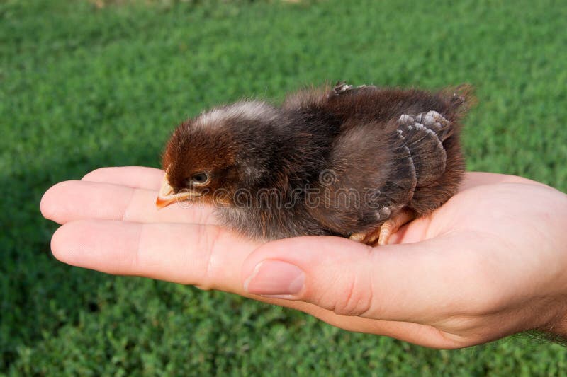 Chick in hand stock image. Image of little, chick, newborn - 58138909