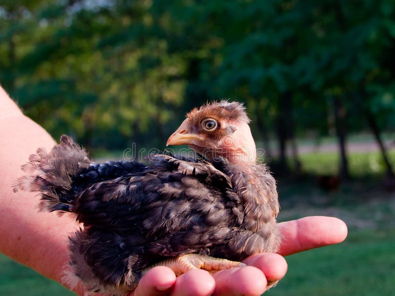Chick in hand stock photo. Image of hands, farm, adorable - 58773686