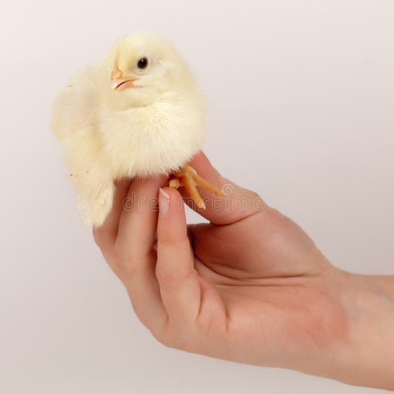 Chick on hand stock photo. Image of beautiful, fluffy - 35666096