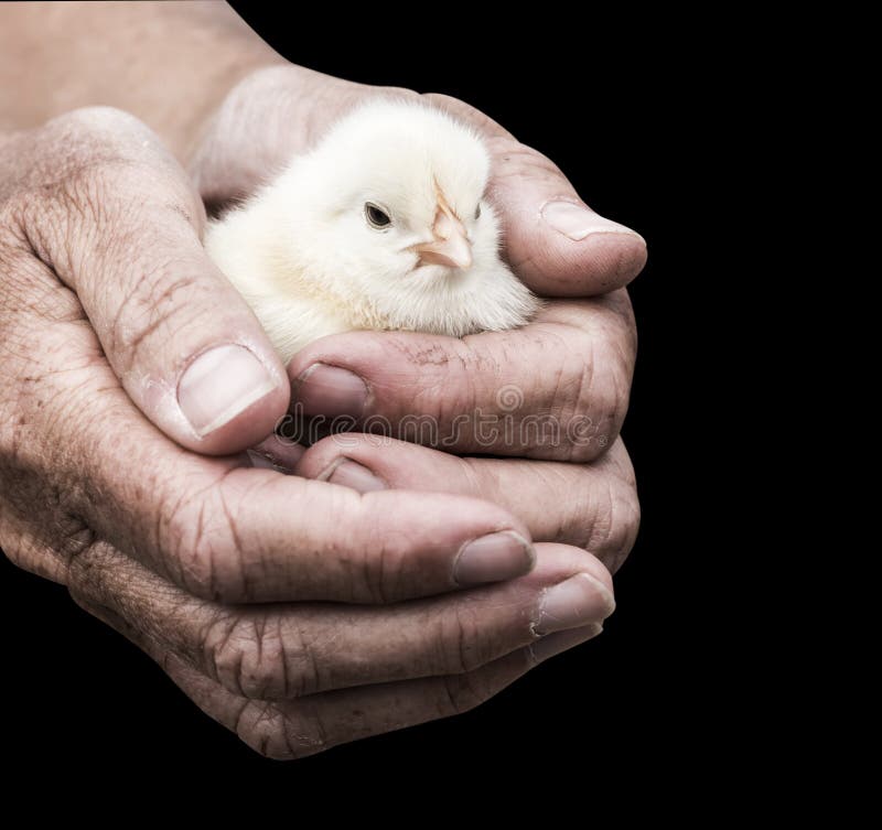 Chick Small Little Brown Hen on White Isolated Background Stock Image ...