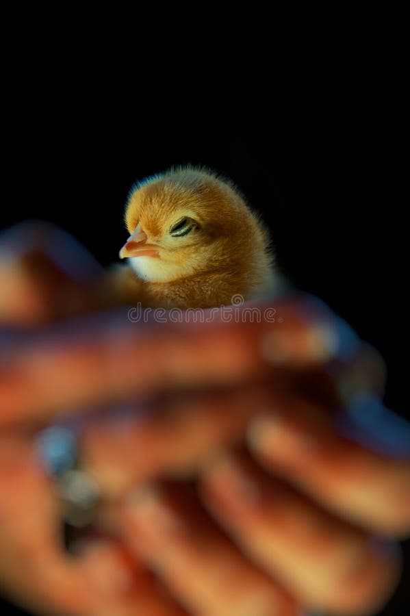 Chick in hands stock photo. Image of beginning, chicken - 16632120