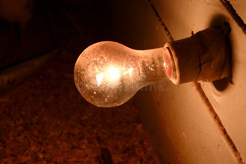 Chick House Light Bulb - on Stock Photo - Image of light, bulb: 23540572