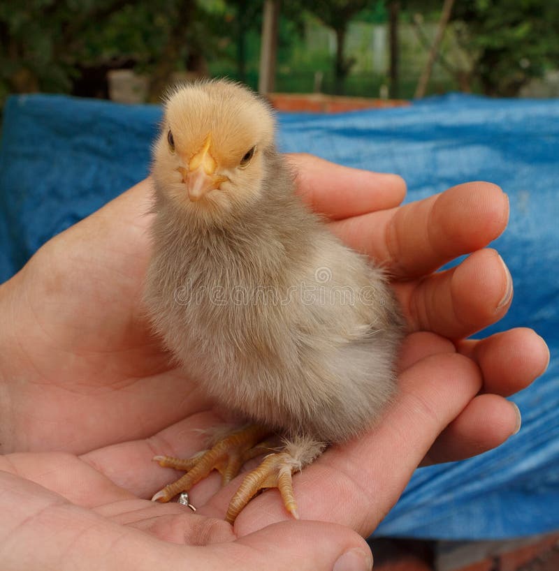 340 Baby Chicken Human Hands Stock Photos - Free & Royalty-Free Stock ...