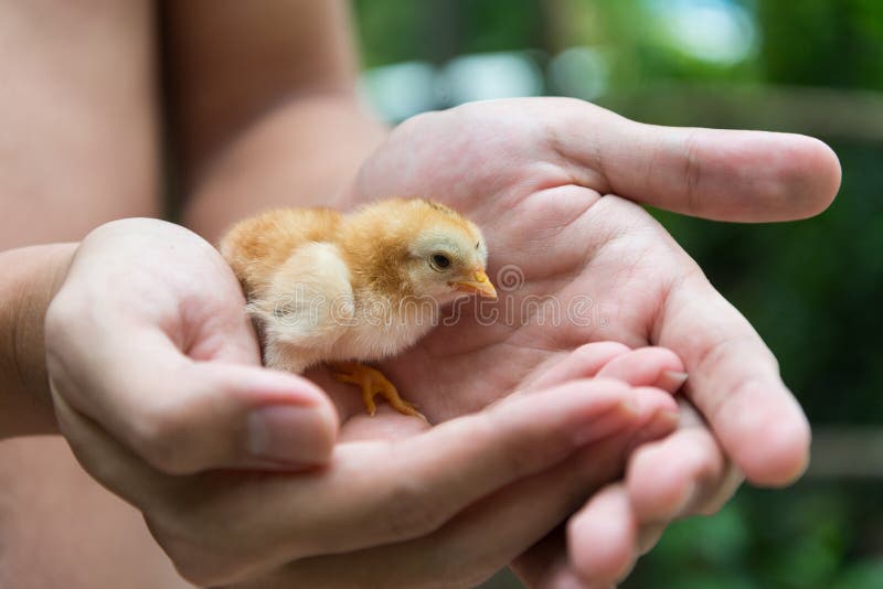 Chick in human palms stock photo. Image of chick, born - 43450846