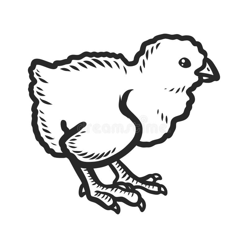 Chick Hand Drawn Stock Illustrations – 6,627 Chick Hand Drawn Stock ...