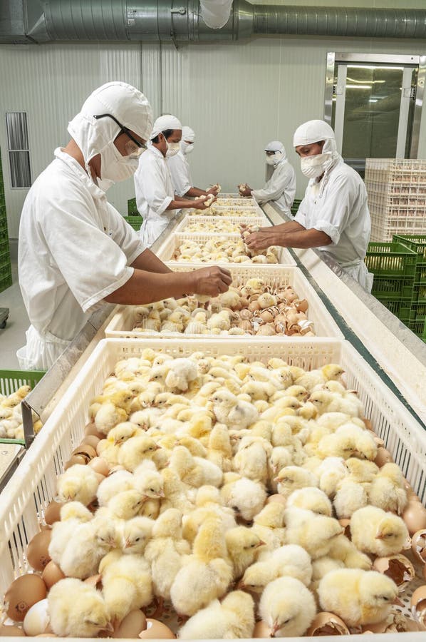 Chick Inspection in Poultry Farm Editorial Stock Photo - Image of ...
