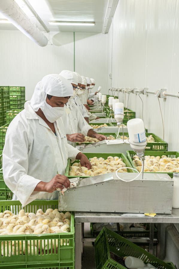 Chick Inspection in Poultry Farm Editorial Stock Image - Image of beak ...