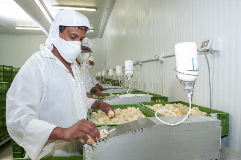 Chick Inspection in Poultry Farm Editorial Photo - Image of broilers ...