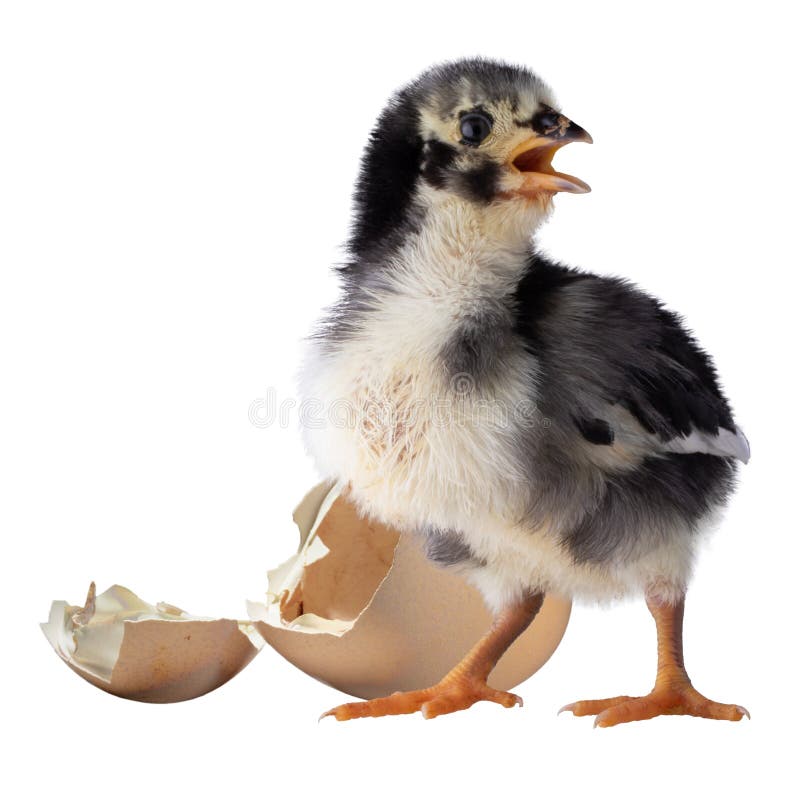 Chick Just Out of the Shell and Talking Stock Image - Image of brown ...