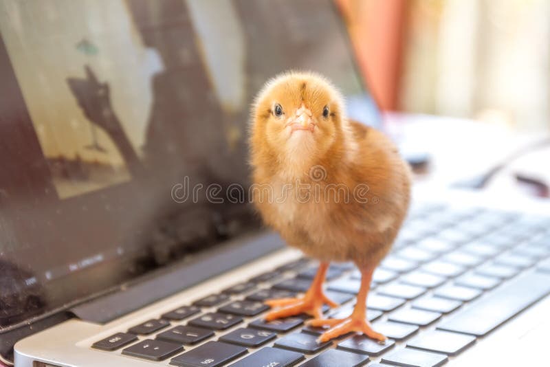 Chick on Laptop Keyboard, Cooperation Technology Environmen Stock Photo ...