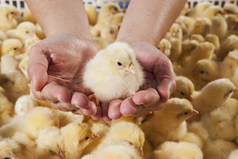 Large Group of Baby Chicks on Chicken Farm Stock Photo - Image of ...