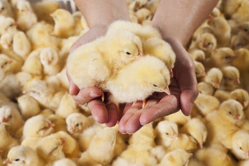 Chick stock image. Image of activity, group, large, chicks - 40630861