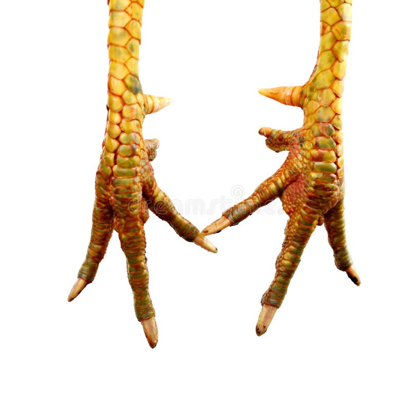 Legs and Claws of an Eagle, Galapagos Stock Photo - Image of claw ...
