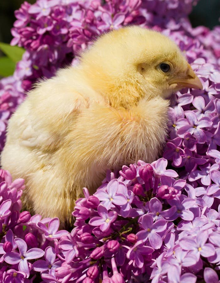 Chick in lilac flowers stock image. Image of life, chicken - 18813715