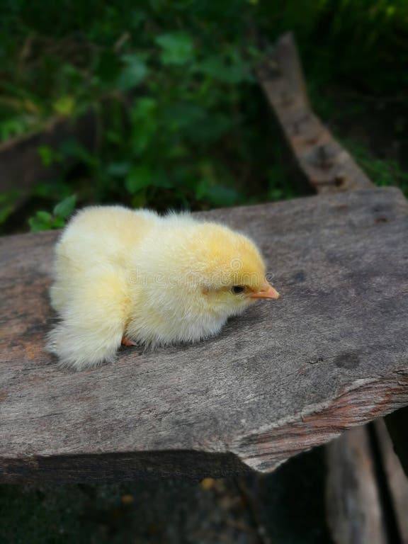 Chick, Little Chick,chickens Stock Image - Image of little, chickens ...