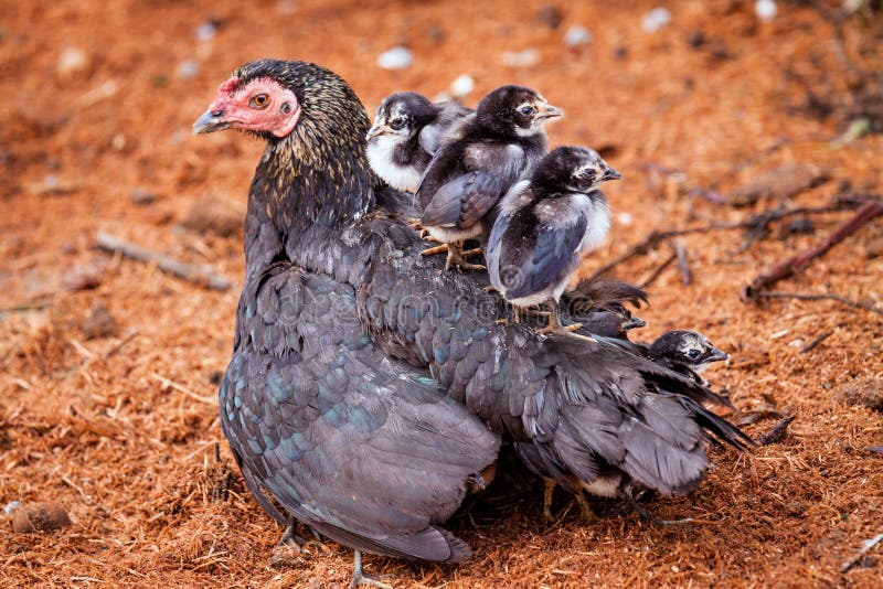 Chick on a Mother hen stock image. Image of brood, chicken - 58829075