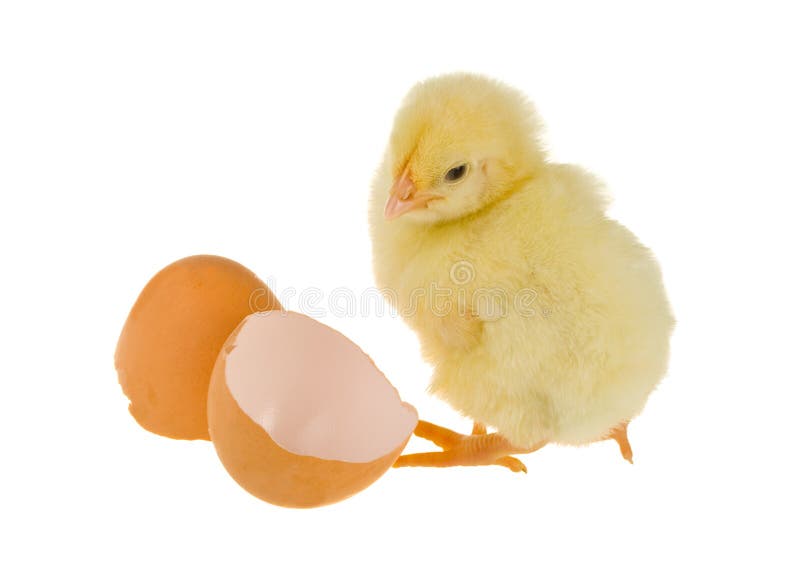 New-born chick stock image. Image of individuality, chicken - 1913259