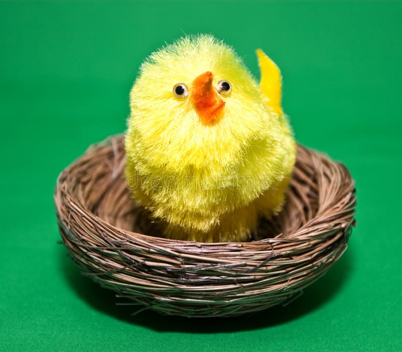 Chick in a Nest stock photo. Image of cute, life, soft - 8054268