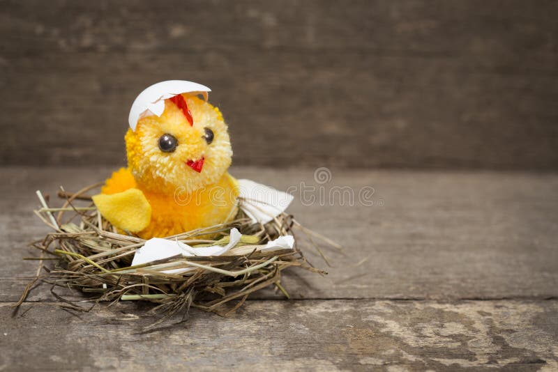 Chick in a nest stock photo. Image of hatching, white - 67496564
