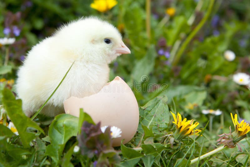 Chick new born stock image. Image of baby, beauty, born - 24040823