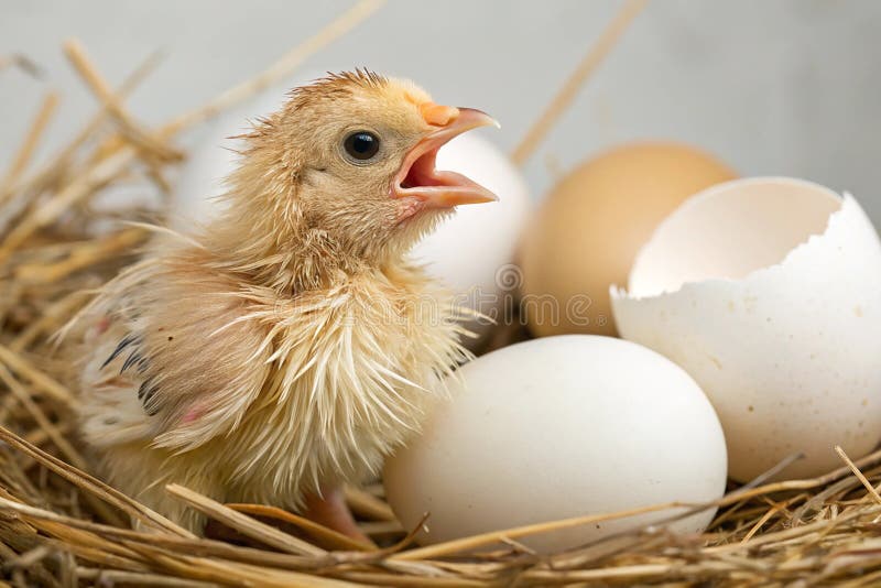 Chick New Born. a Chick Leaving the Shell Stock Image - Image of bird ...