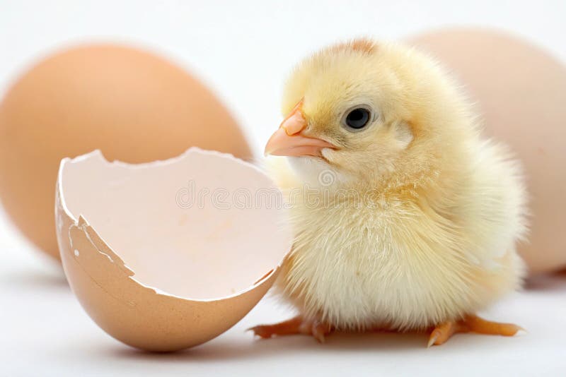 Chick New Born. a Chick Leaving the Shell Stock Photo - Image of ...